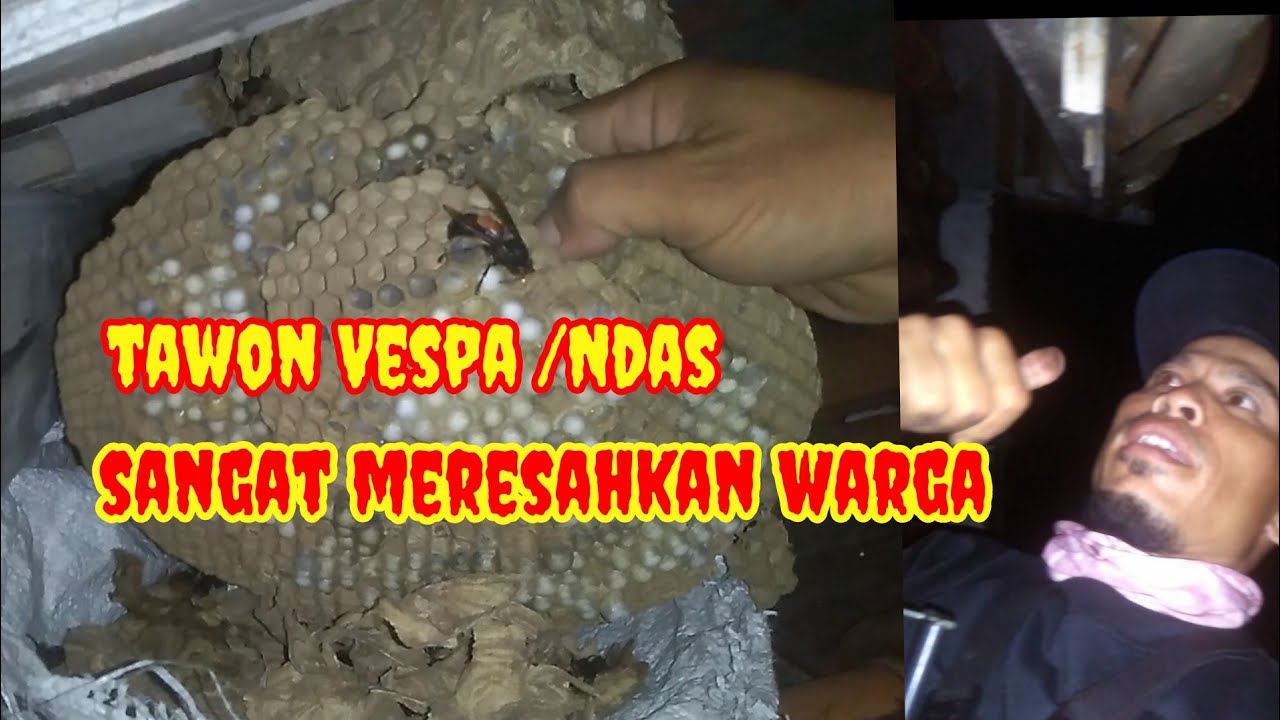 TAWON INI SANGAT MERESAHKAN..TAWON NDAS BIN VESPA AFFINIS ...