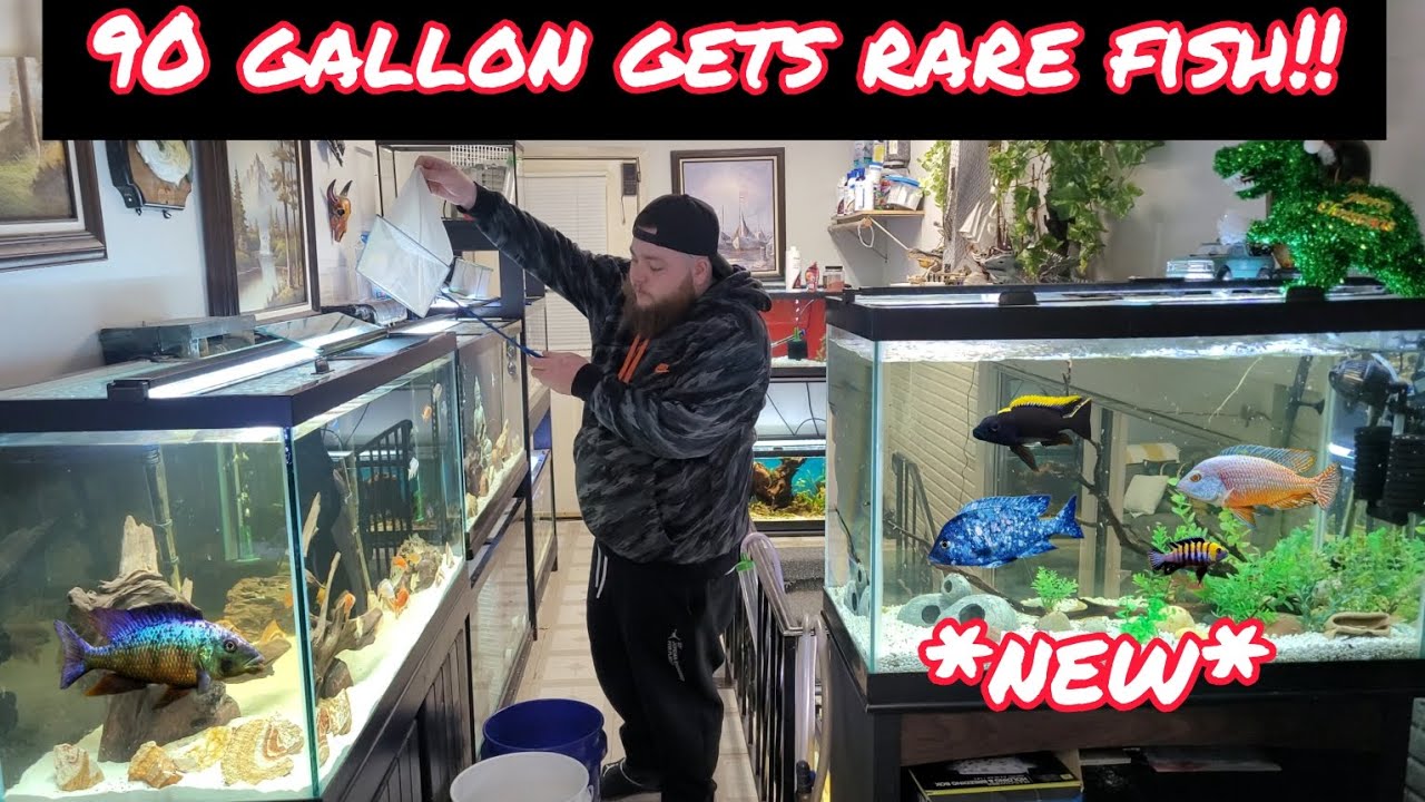 *NEW* 90 GALLON AQUARIUM GETS RARE EXOTIC FISH!! - YouTube
