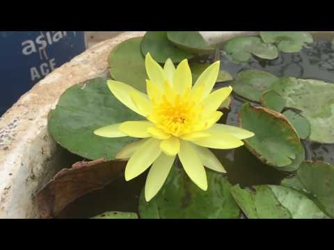 Yellow Lotus