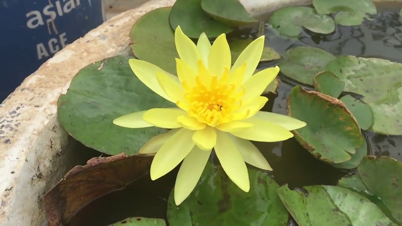 Yellow Lotus - YouTube
