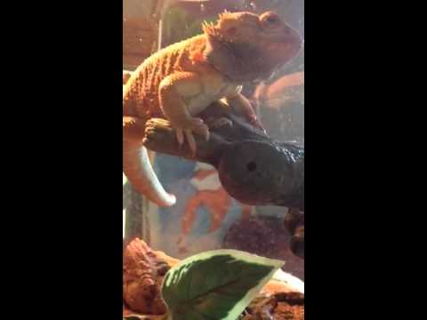 Bearded Dragon back flip - YouTube