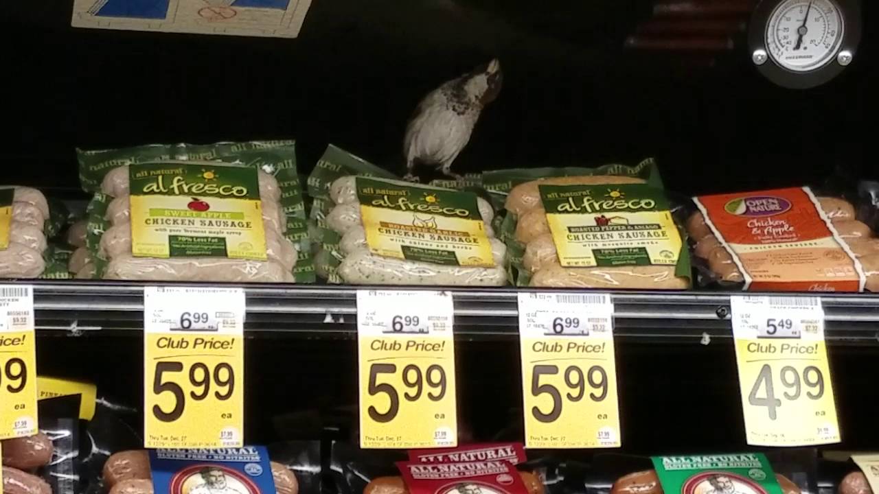 Bird Dog... Safeway Surprise - YouTube