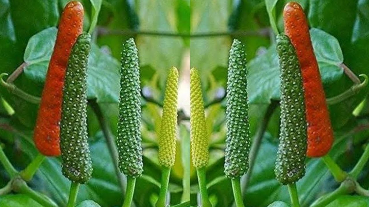Health Benefits of Thippili Plant | Indian Hebbal Plants - YouTube