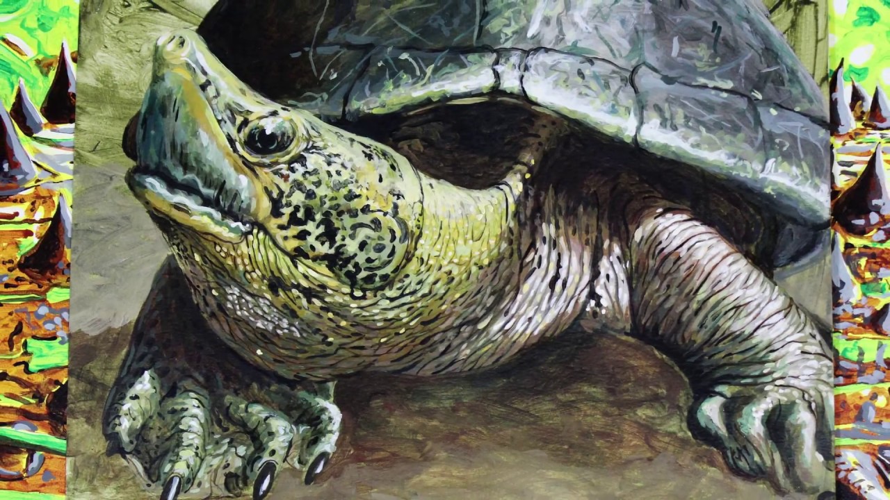 Dermatemys mawii Gray, 1847 - YouTube
