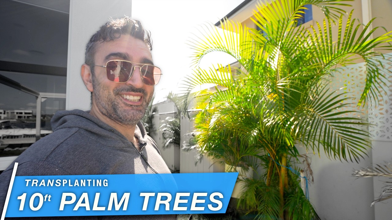 How to Dig out and Move Large 10ft Palm Trees by Hand 💪 | Garden ...