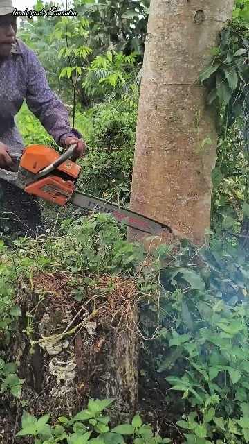 cutting down large albasia trees#cuttingdowntrees #wood #cuttingskills ...