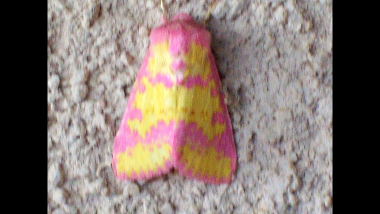 Pink Spotted Flower Moth, (Erythroecia Suavis) 9-12-12 - YouTube