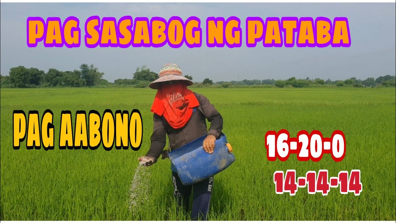 Unang pag sasabog ng Abono o pataba sa palay/fertilizer first ...