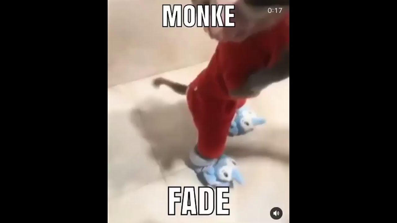 Monkey getting a fresh fade meme - YouTube