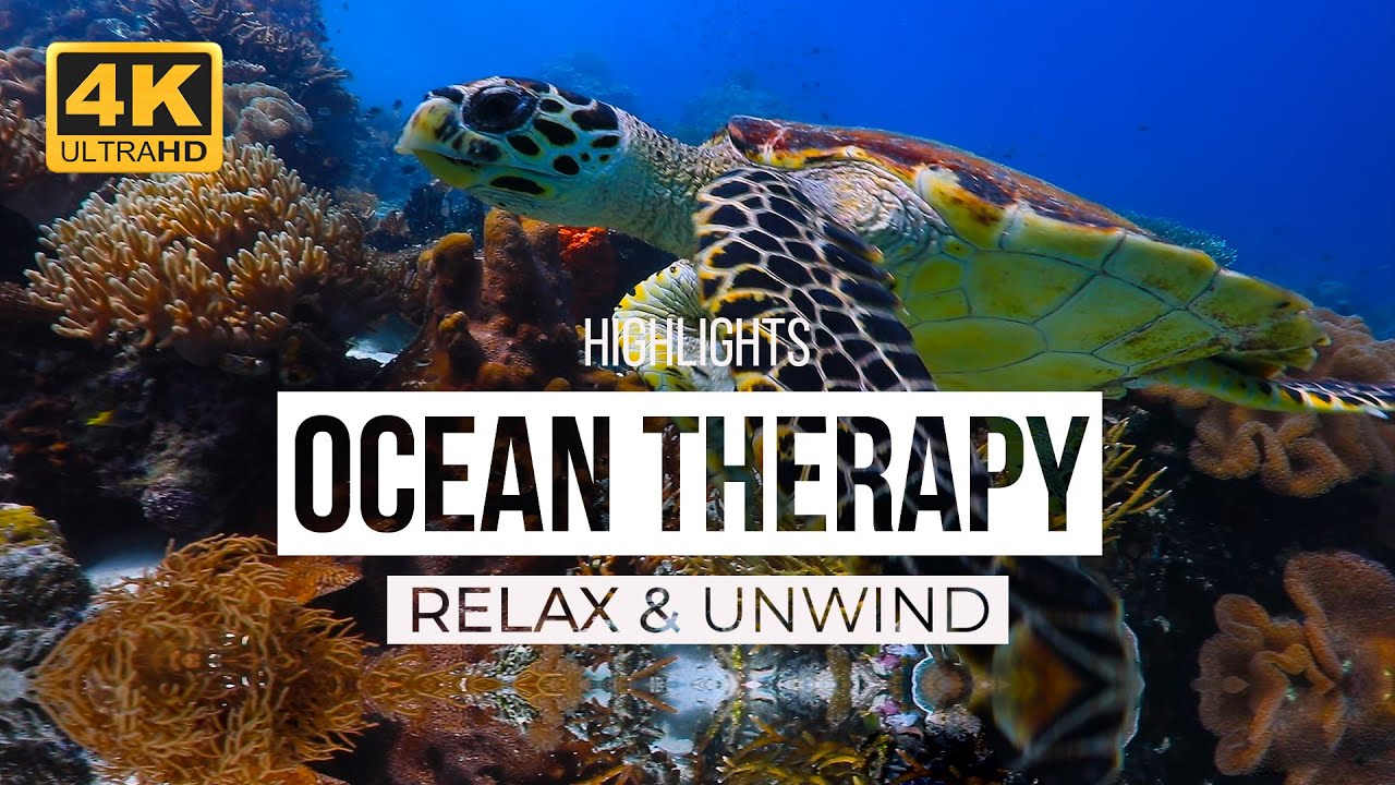 Hawksbill Sea Turtle Swimming - OCEAN THERAPY Highlights - 4K ...