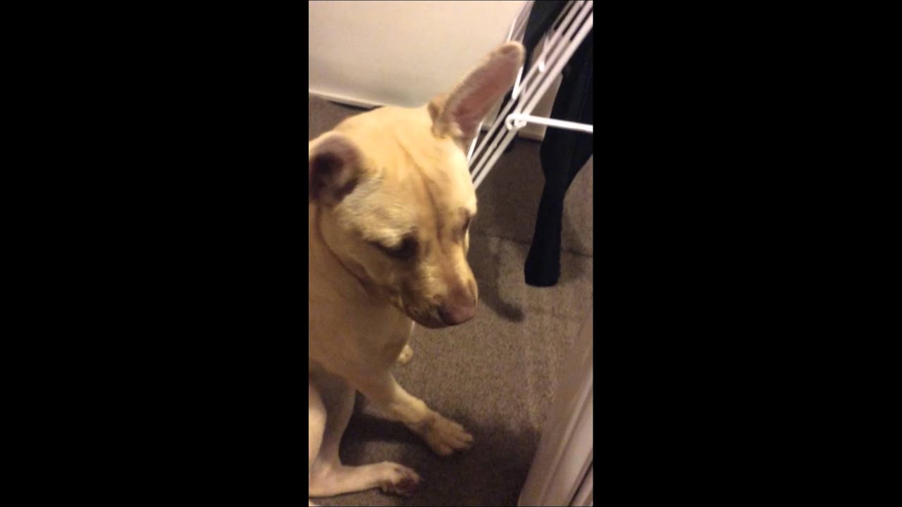 Funny dog meowing - YouTube