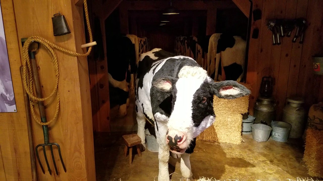 Talking Cow at the Billy Graham Library - YouTube
