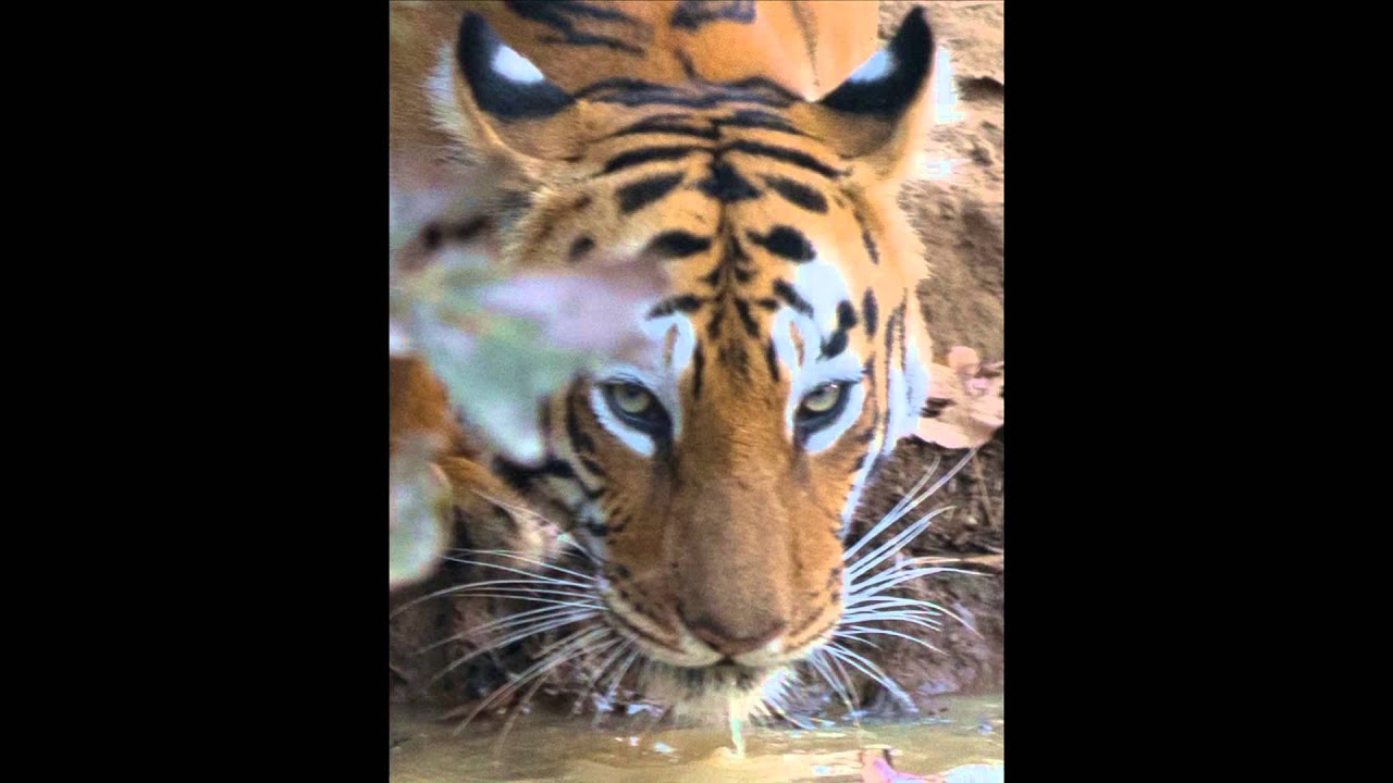 Face the Tiger, Maya "Queen of Tadoba" - YouTube