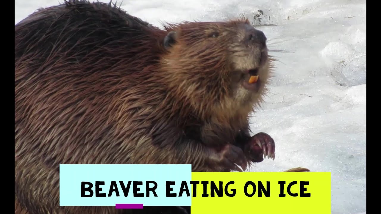 2 Beavers Eating a Branch on the Ice - YouTube