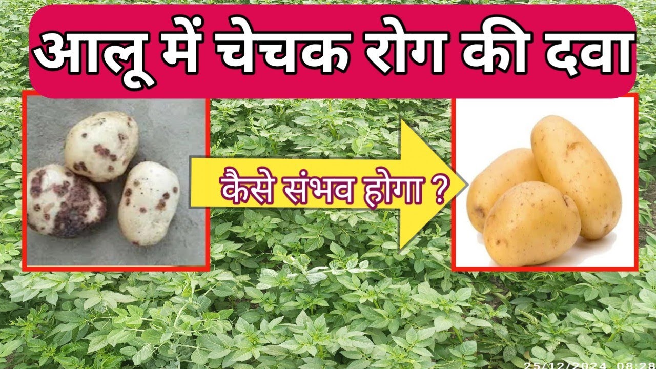 आलू में चेचक की दवा | black scurf of potato | aalu mein chechak Rog ...