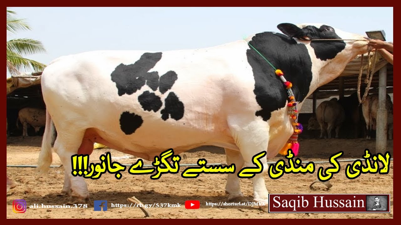 Landhi Karachi | Landhi Cattle Farm | Maweshi Mandi | Saqib Hussain ...