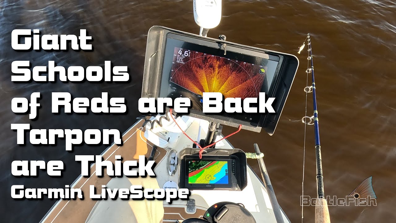 Giant Schools of Giant RedFish and Tarpon St Johns River - YouTube