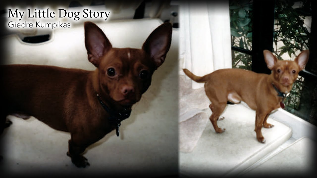 My Little Dog Story - YouTube