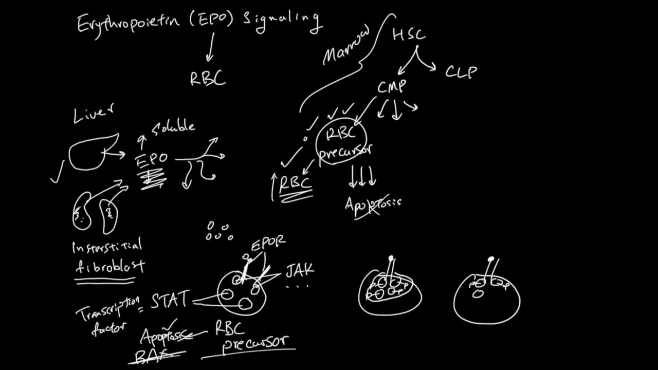 Erythropoietin (EPO) Signaling - YouTube