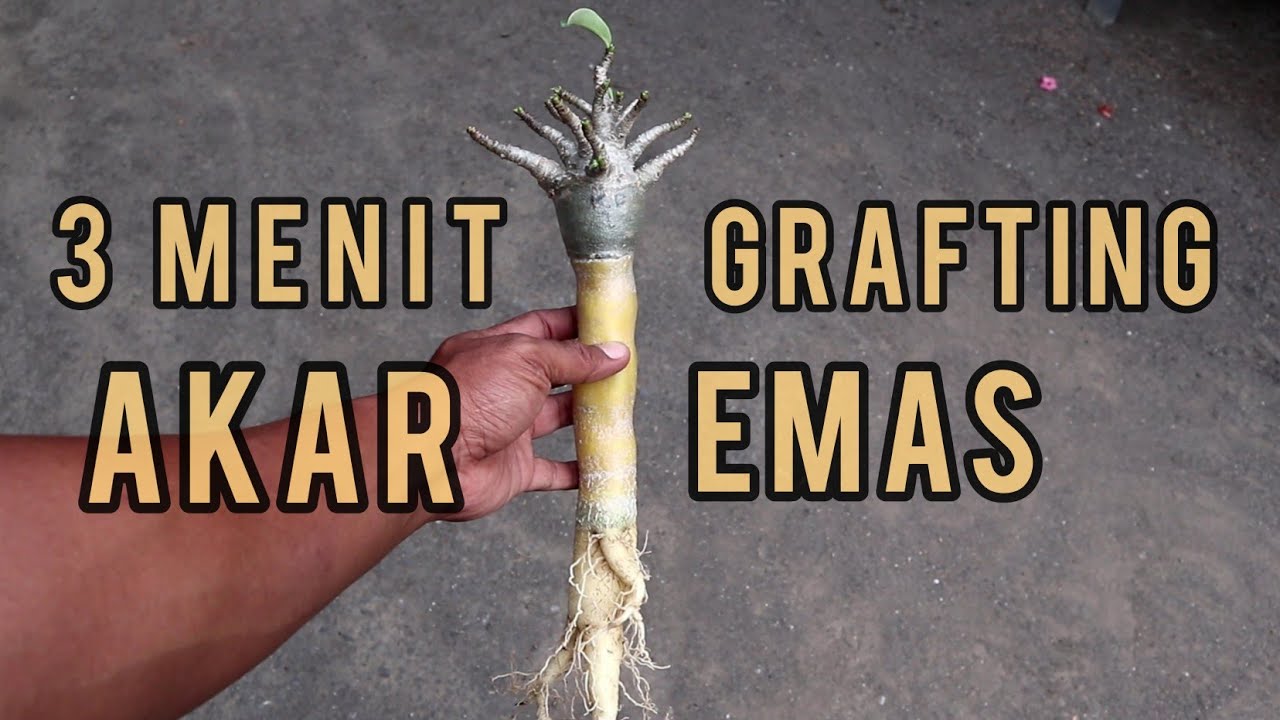 CARA CEPAT SAMBUNG AKAR EMAS ADENIUM - YouTube