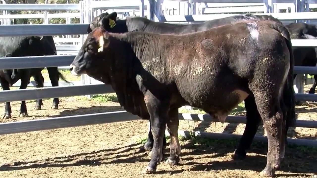 Visual fat assessment - YouTube