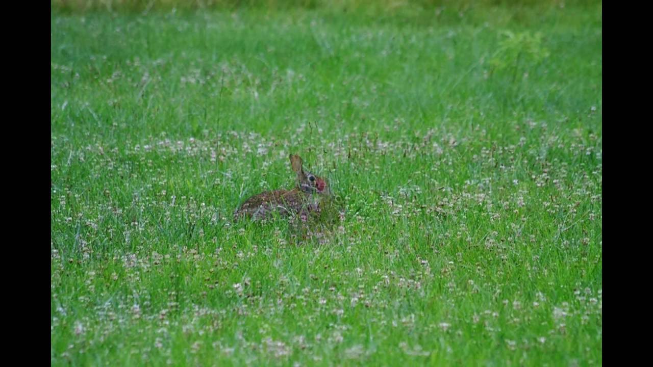 eastern cottontail - YouTube