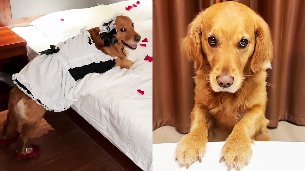 Funny Dog | Golden Retriever puts on maid costume and stays in hotel# ...