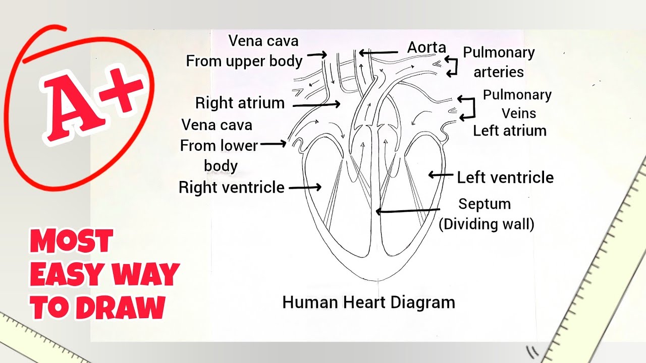 Human Heart digram drawing | How to draw easily Human Heart digram ...