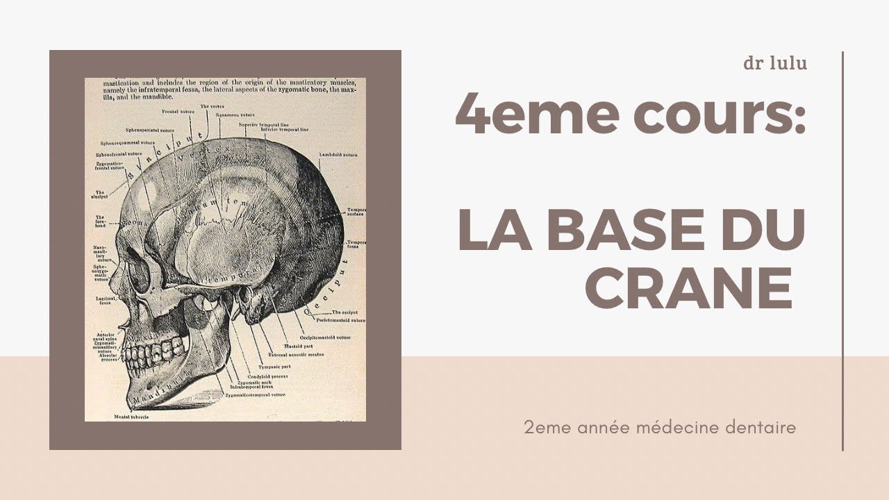 4- La base du crane (cours de la 2eme année médecine dentaire) شرح ...