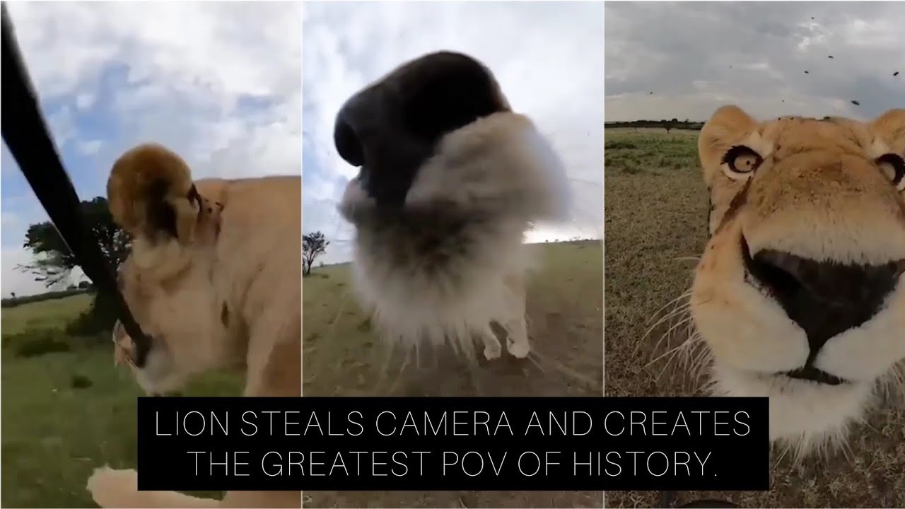 Lion's POV | Lion Steals GoPro Camera and creates pov #lion #trending # ...