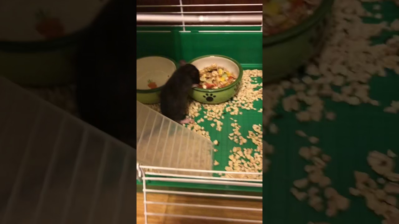 My rat is eating strawberry - YouTube