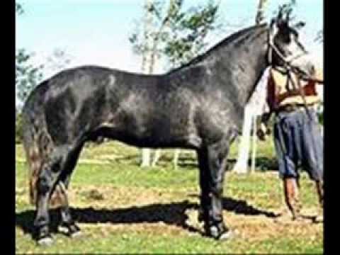 JOSE LOPEZ Y SUS AMIGOS (TORDILLO NEGRO ) - YouTube