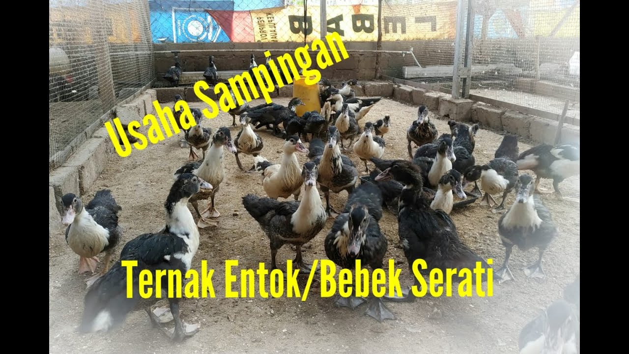Belum sampai 2 bulan, Entok/Bebek Serati sudah 1kiloan,,, - YouTube