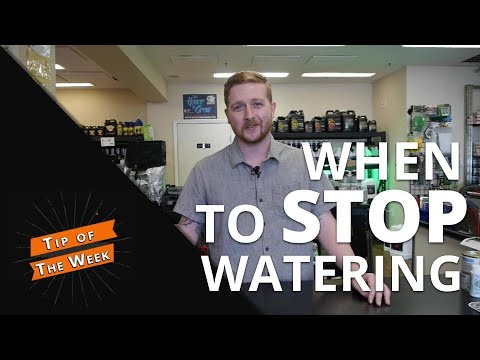 Tip Of The Week: When to STOP watering - YouTube
