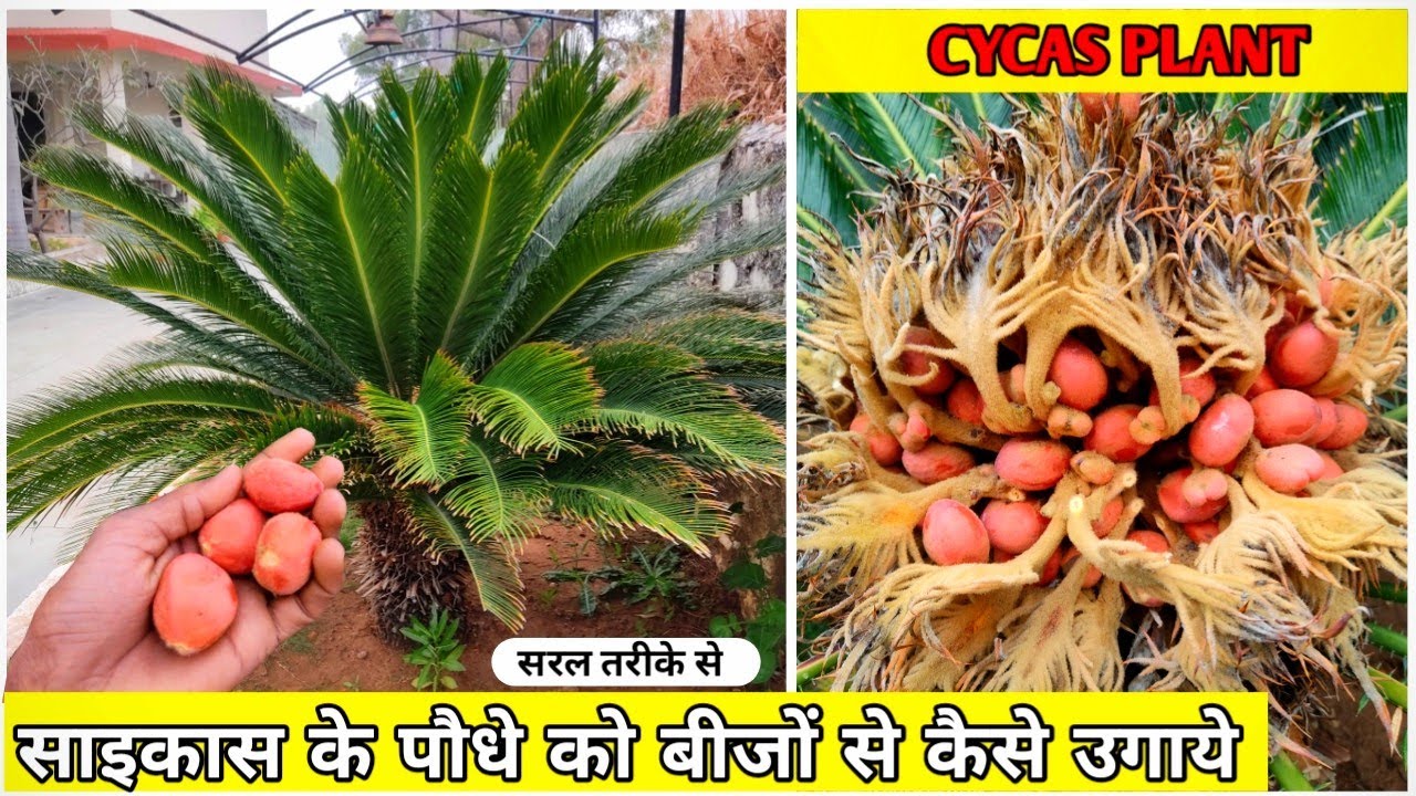 साइकस के पौधे को बीजों से कैसे उगाये ||🔴 cycas plant || how to grow ...