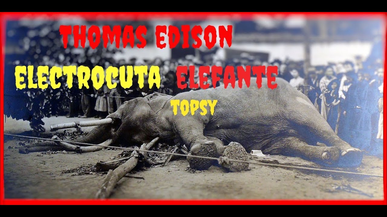 TOPSY elefante muere- Thomas edison electrocuta elefante - YouTube