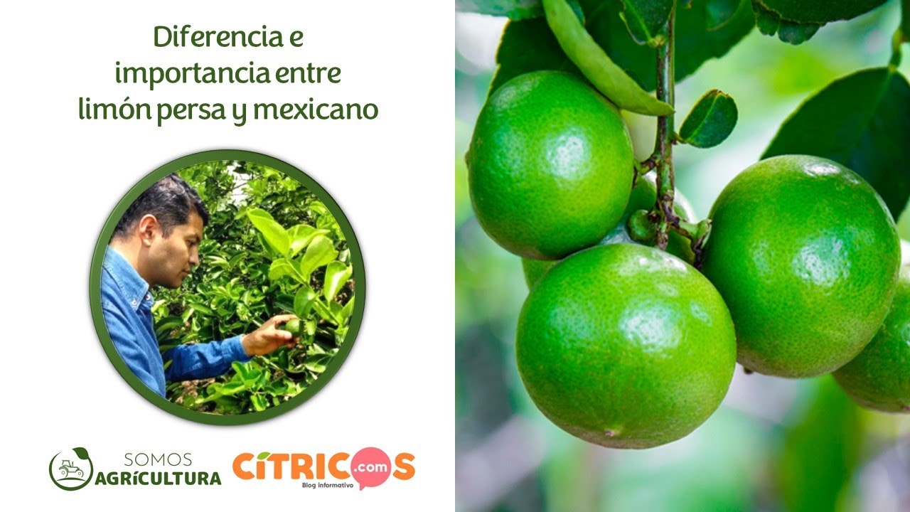 Diferencia e importancia entre limón persa y mexicano - YouTube