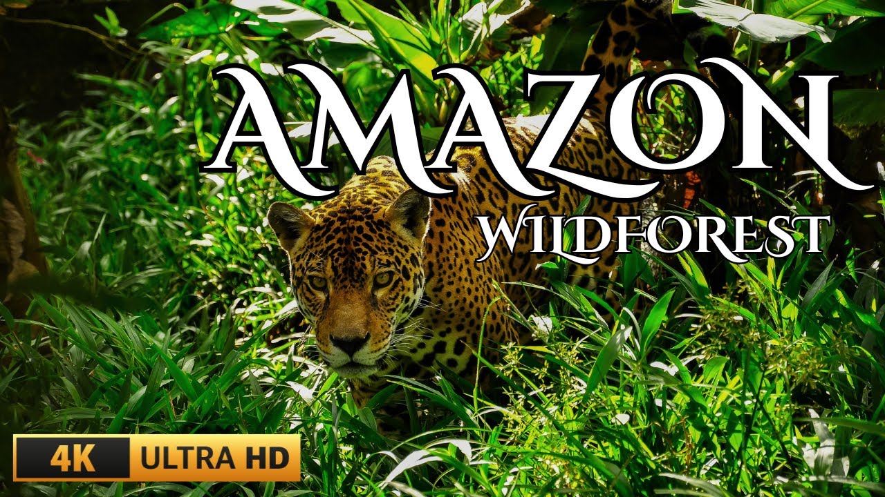 Amazon 4K - The World’s Largest Tropical Rainforest Adventure - YouTube