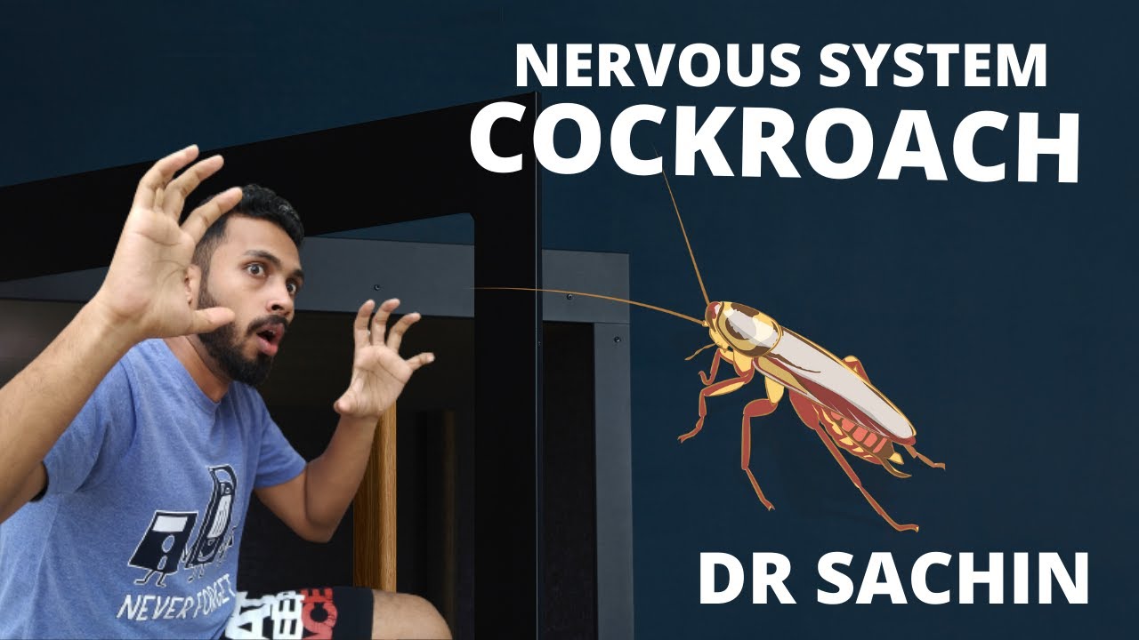 nervous system of cockroach | malayalam | class 11 | NCERT | anatomy of ...