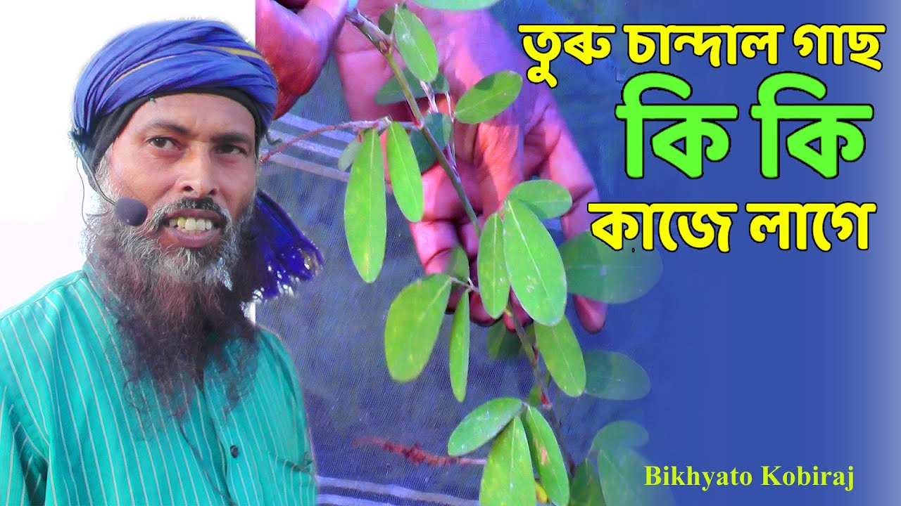 তুৰু চান্দাল গাছ | কি কি কাজে লাগে ? | Turu Chandal tree || turu ...