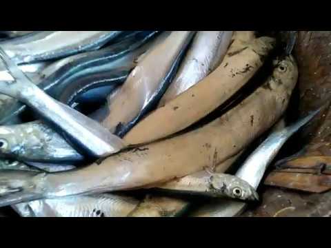 Ikan golok - YouTube