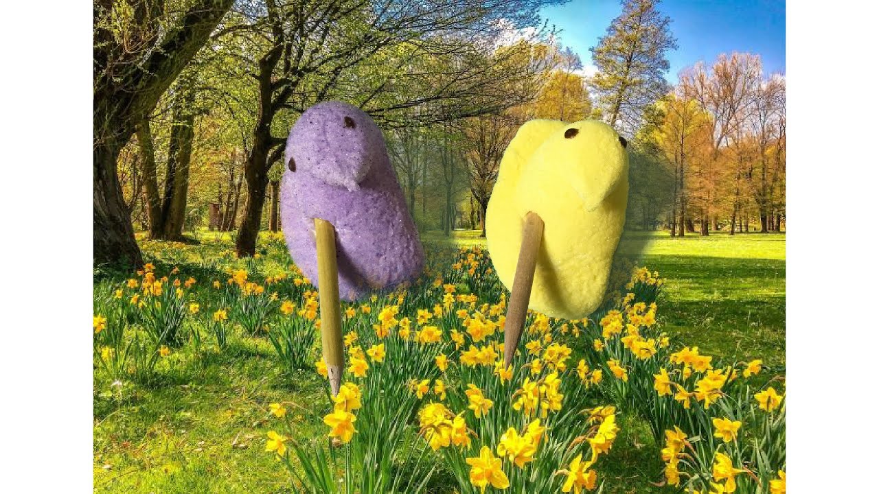 It's peeps season! - YouTube