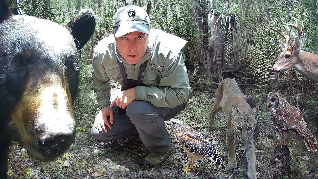 Tim Harrell - Swamp Trail Camera Pickup - YouTube