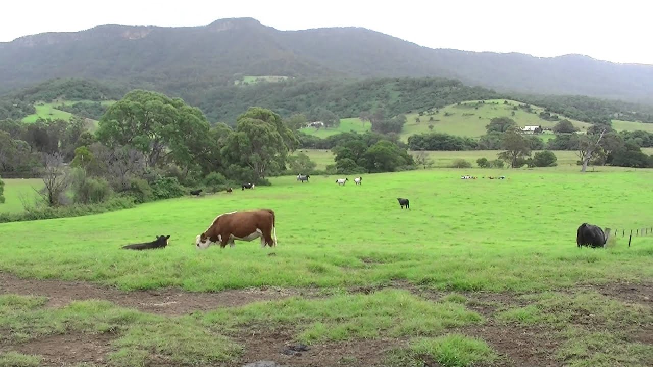 Stampede at the farm - YouTube