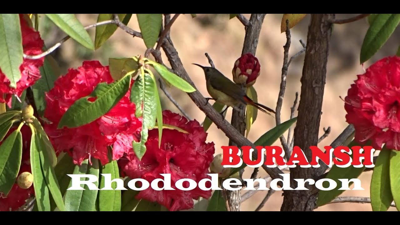 Blossoms of Rhododendron Flowers (Burans) Hills of Uttarakhand - YouTube