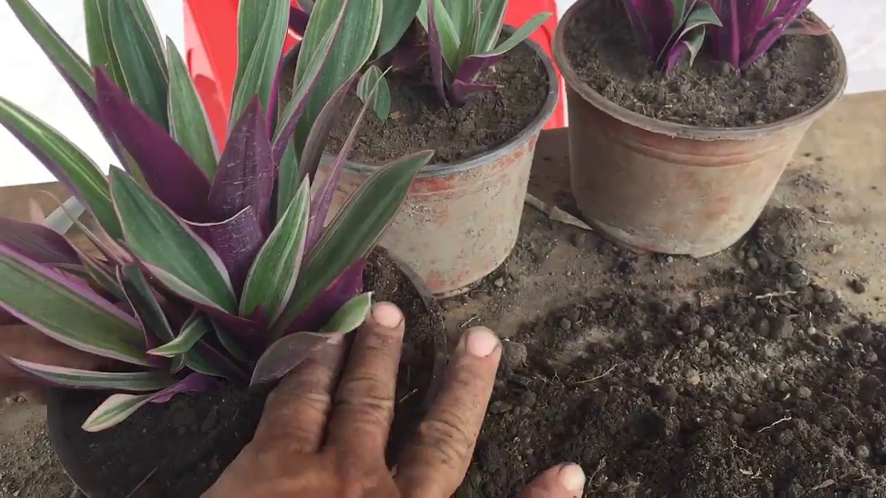 Como reproducir y cuidar la planta de ornato Maguey Rayado - YouTube