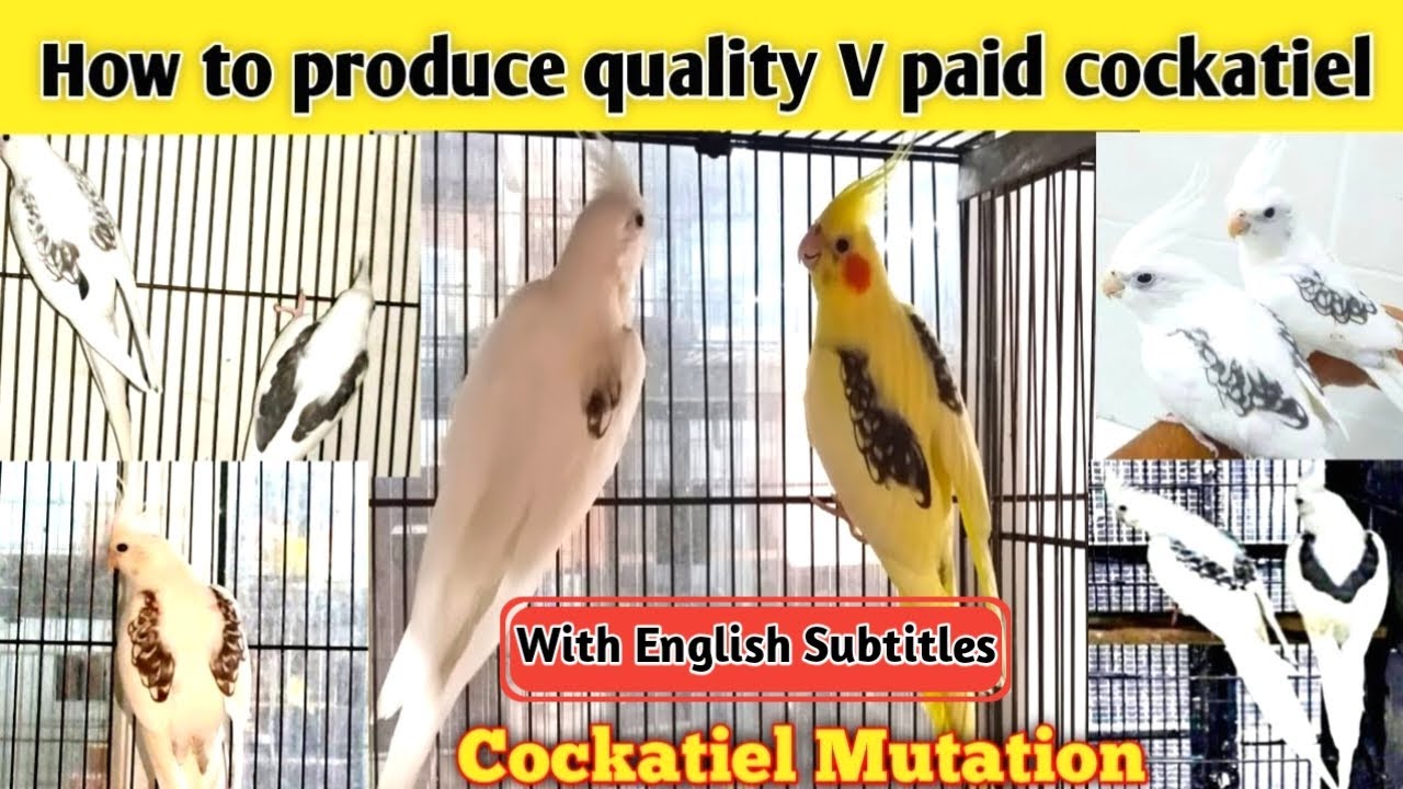 How to produce quality V paid cockatiel ||cockatiel mutations ...