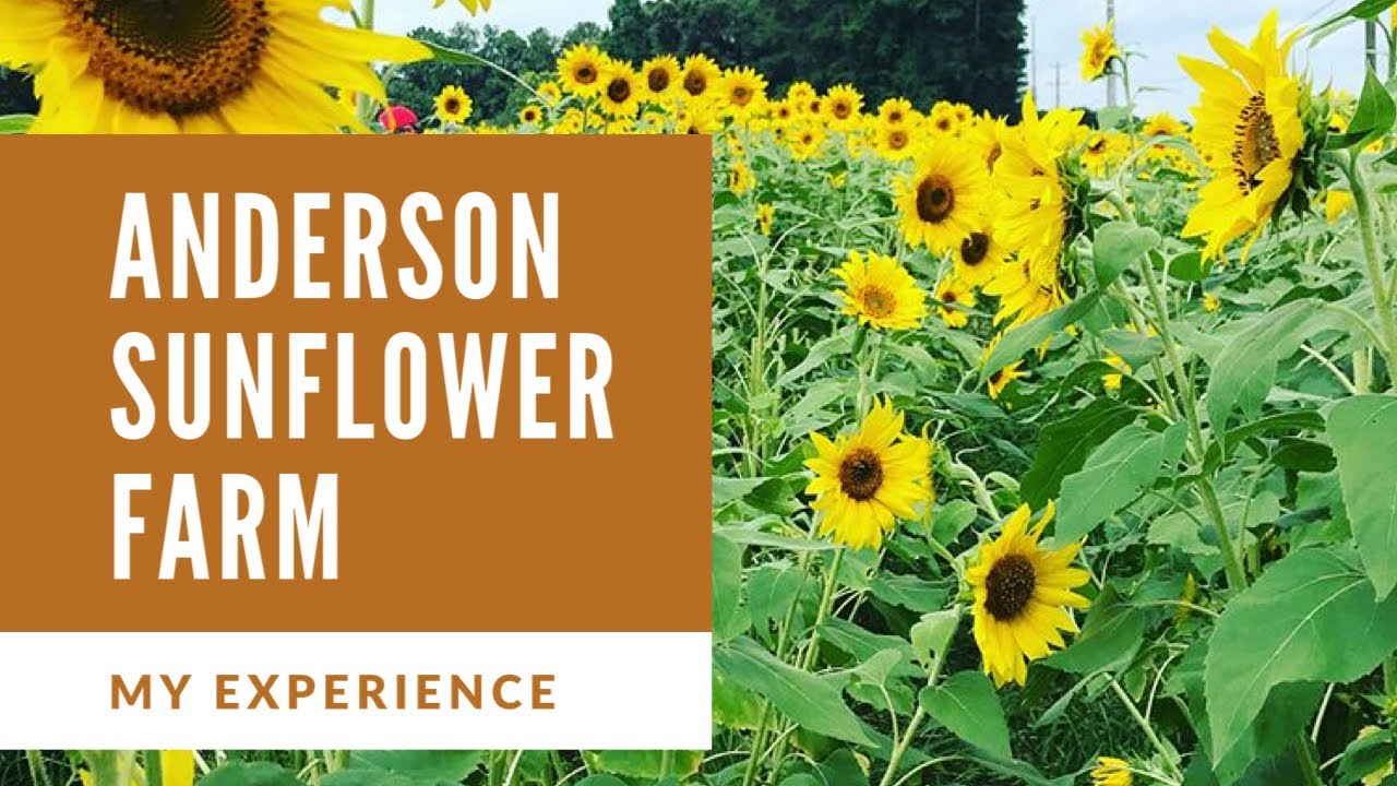 My Anderson Sunflower Farm Experience - YouTube