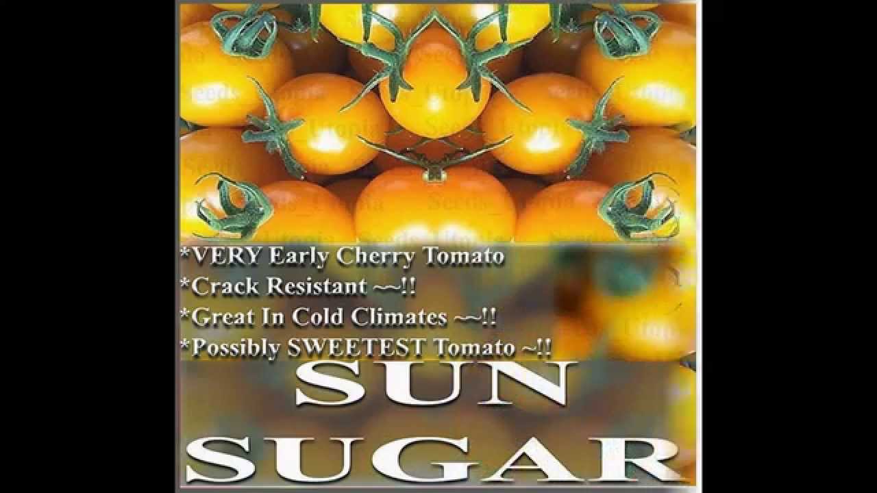 SUNSUGAR SUN SUGAR TOMATO SEED ~ SWEETEST TOMATO, SEEDS on www.MySeeds ...