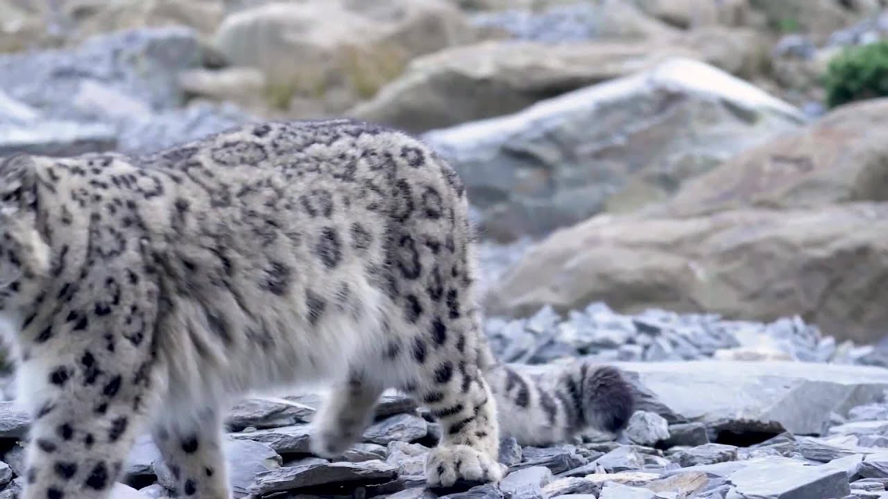 'Majestic' Pair of Snow Leopards Arrive at Chester Zoo for First Time ...